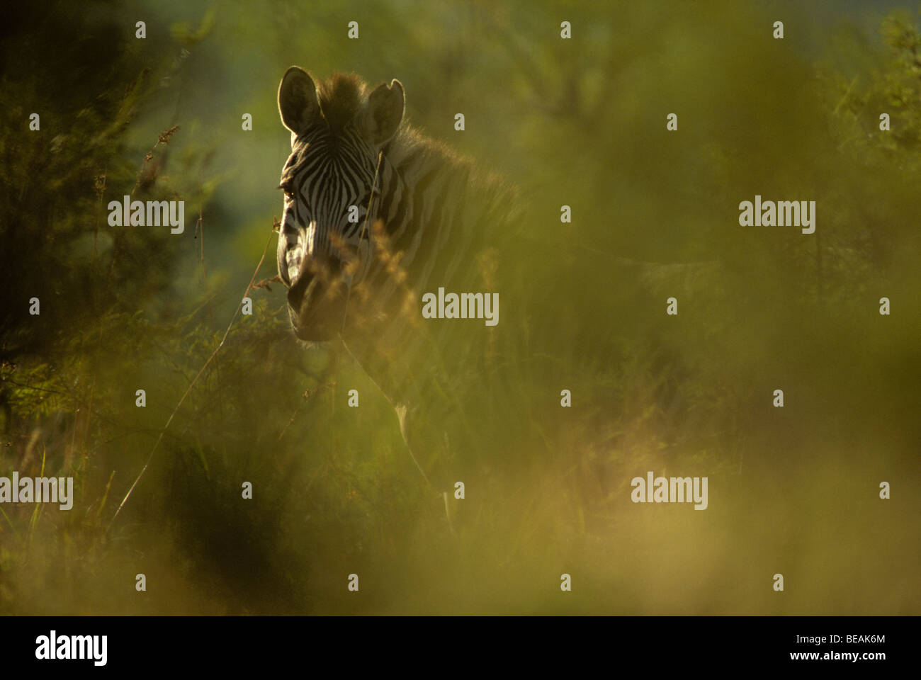 Itala game reserve hi-res stock photography and images - Alamy