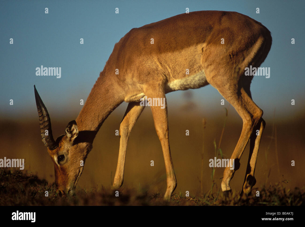 Itala game reserve hi-res stock photography and images - Alamy