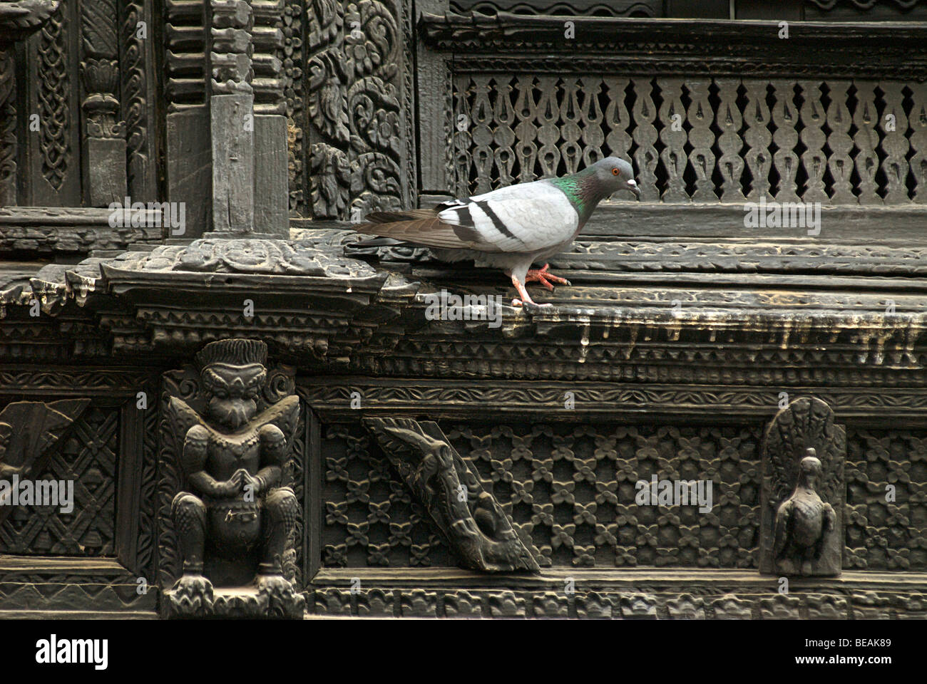 Pigeon on ornately carved woodwork near Pashupatinath, Kathmandu, Nepal ...