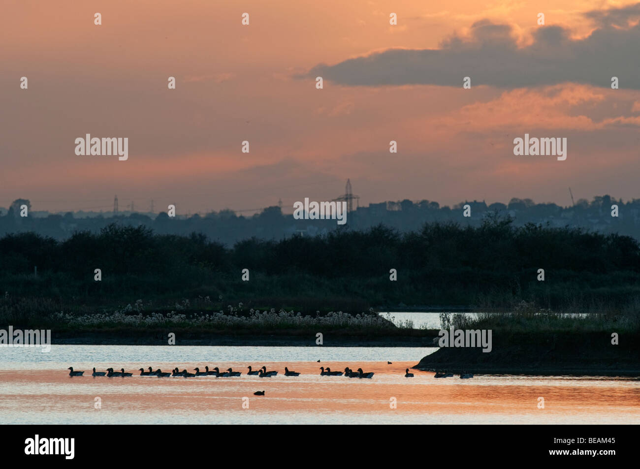 Greylag Goose, Anser anser, Cliffe Pools RSPB Reserve at sunset, Cliffe ...