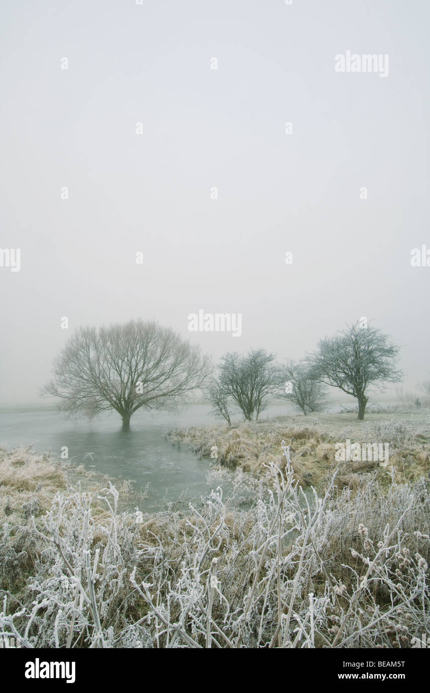 Flooded coastal grazing marsh habitat, Elmley Marshes, Kent, England ...