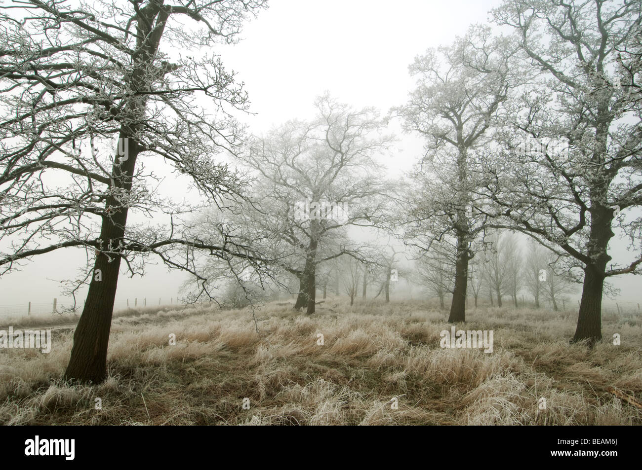 Common Oak Trees Quercus robur, coastal grazing marsh habitat, Elmley ...