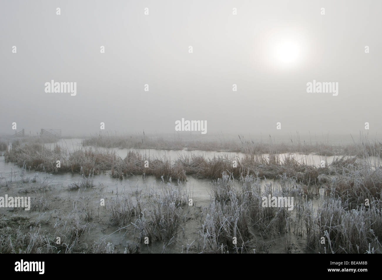 Flooded coastal grazing marsh habitat, Elmley Marshes, Kent, England ...