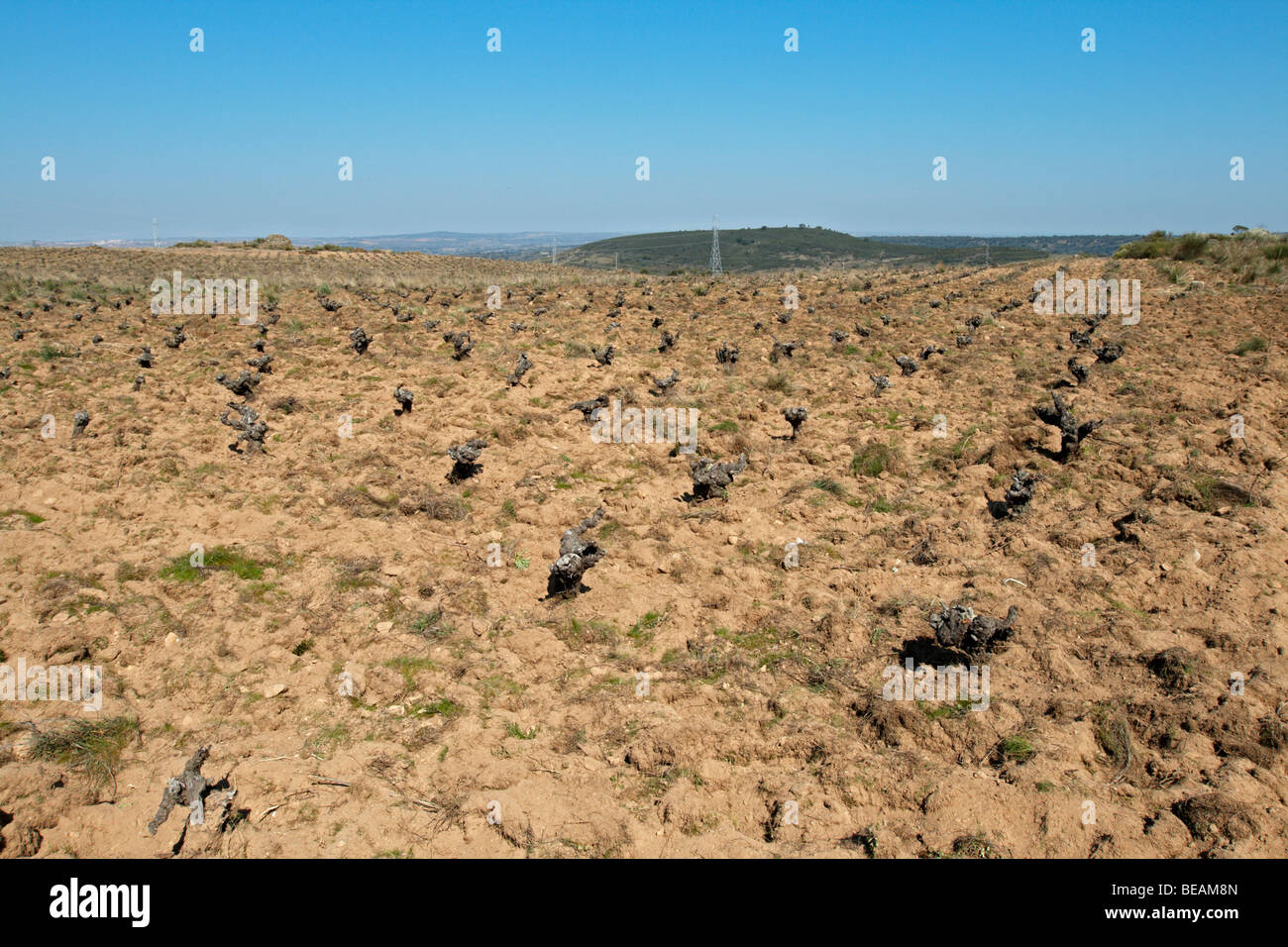 sandy soil, vineyard Bodega La Setera, DO Arribes del Duero spain ...