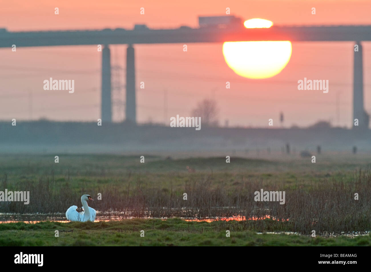 Mute Swan,Cygnus olor,on grazing marsh at sunset, Elmley Marshes,Kent ...