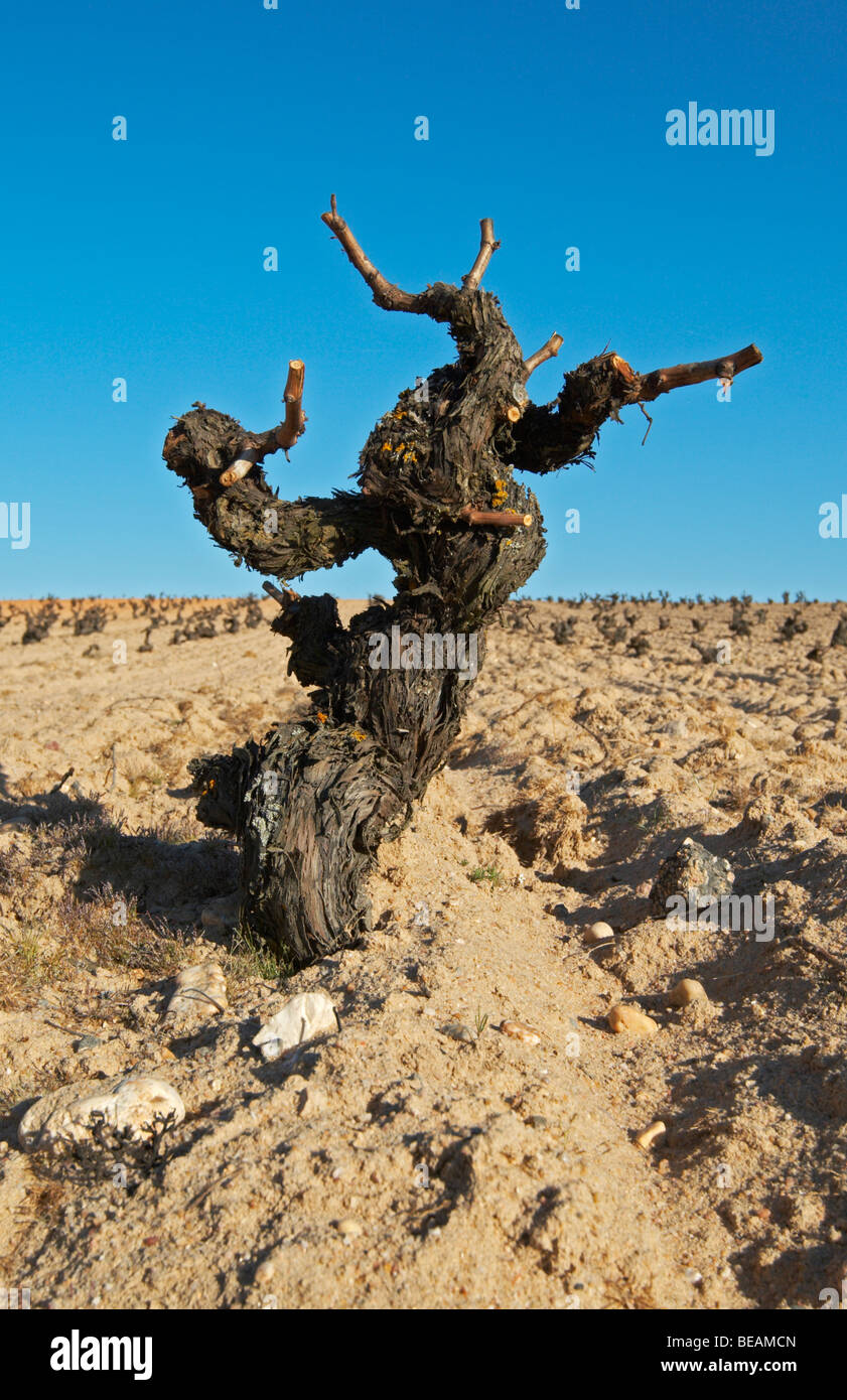 Worm soil sandy hi-res stock photography and images - Alamy