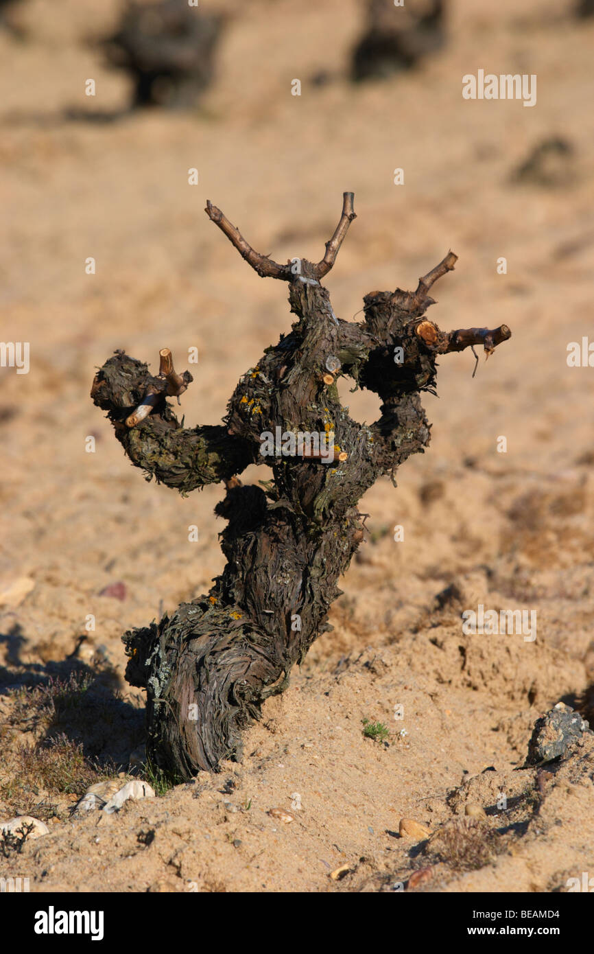 tempranillo gobelet training old vine sandy soil Bodegas Vinas del ...
