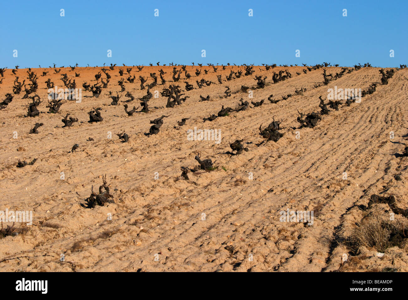 Sandy soil vineyard hi-res stock photography and images - Alamy