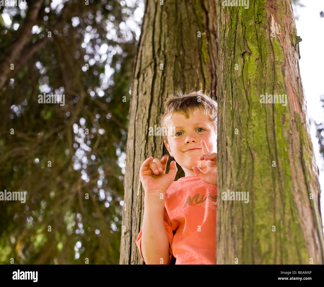 Boy up a tree Stock Photo - Alamy