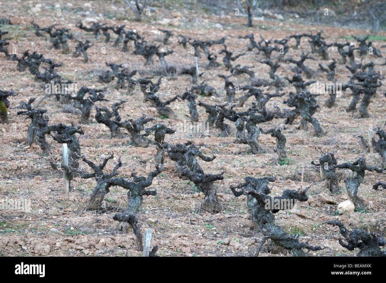 vineyard old vine gobelet trained sandy gravelly soil Bodega ...