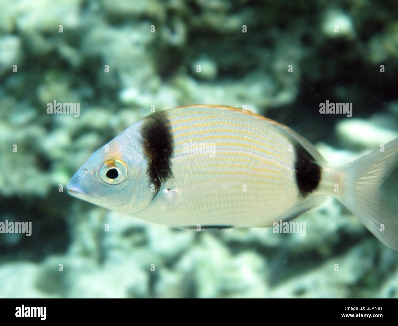 Vulgarissea hi-res stock photography and images - Alamy