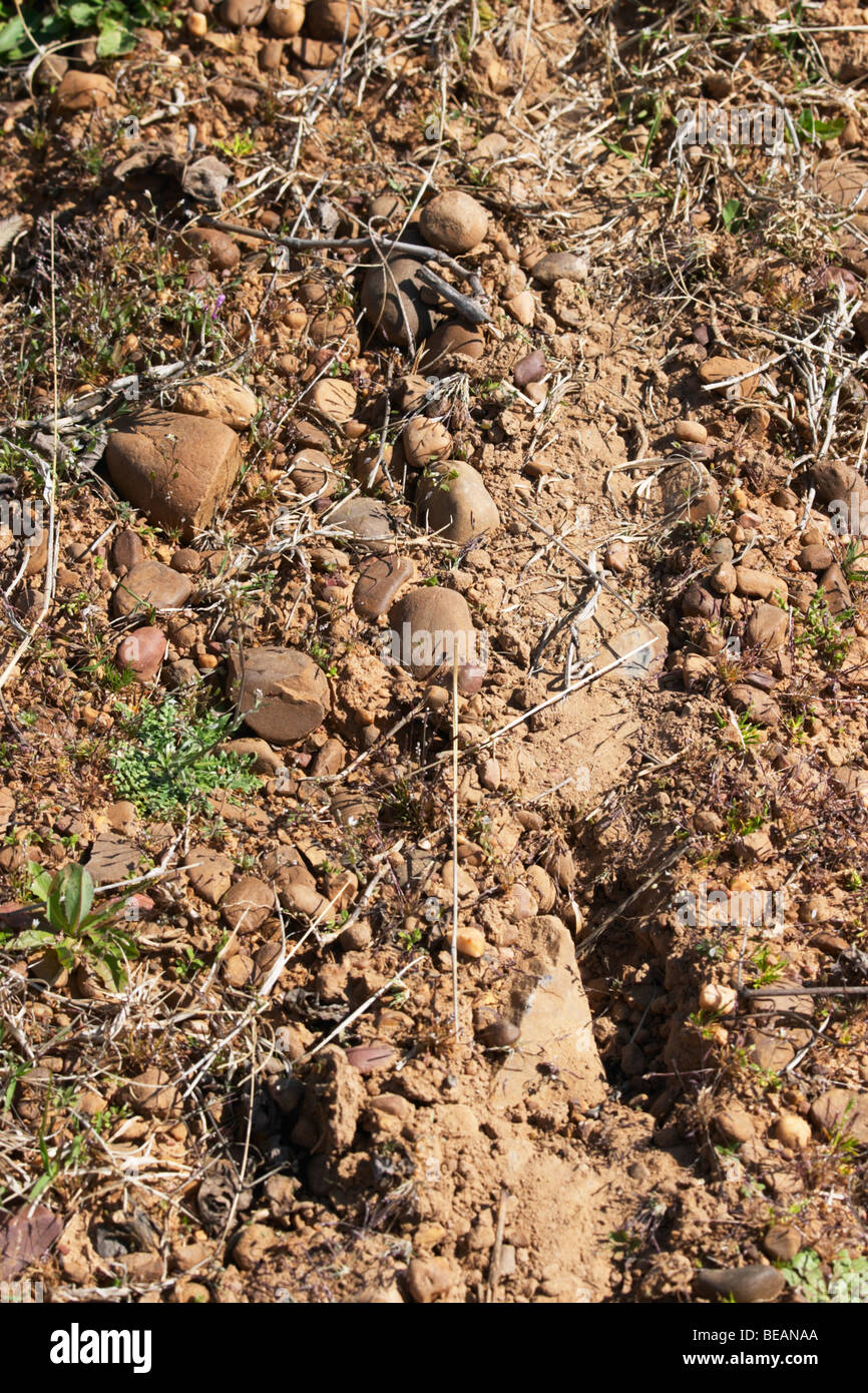 Sandy gravel stony soil hi-res stock photography and images - Alamy