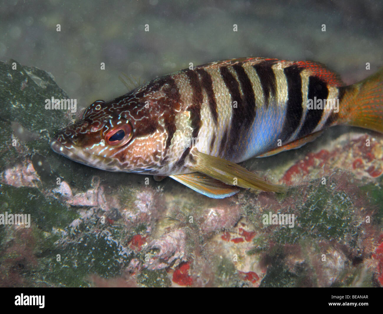 Comber fish hi-res stock photography and images - Alamy