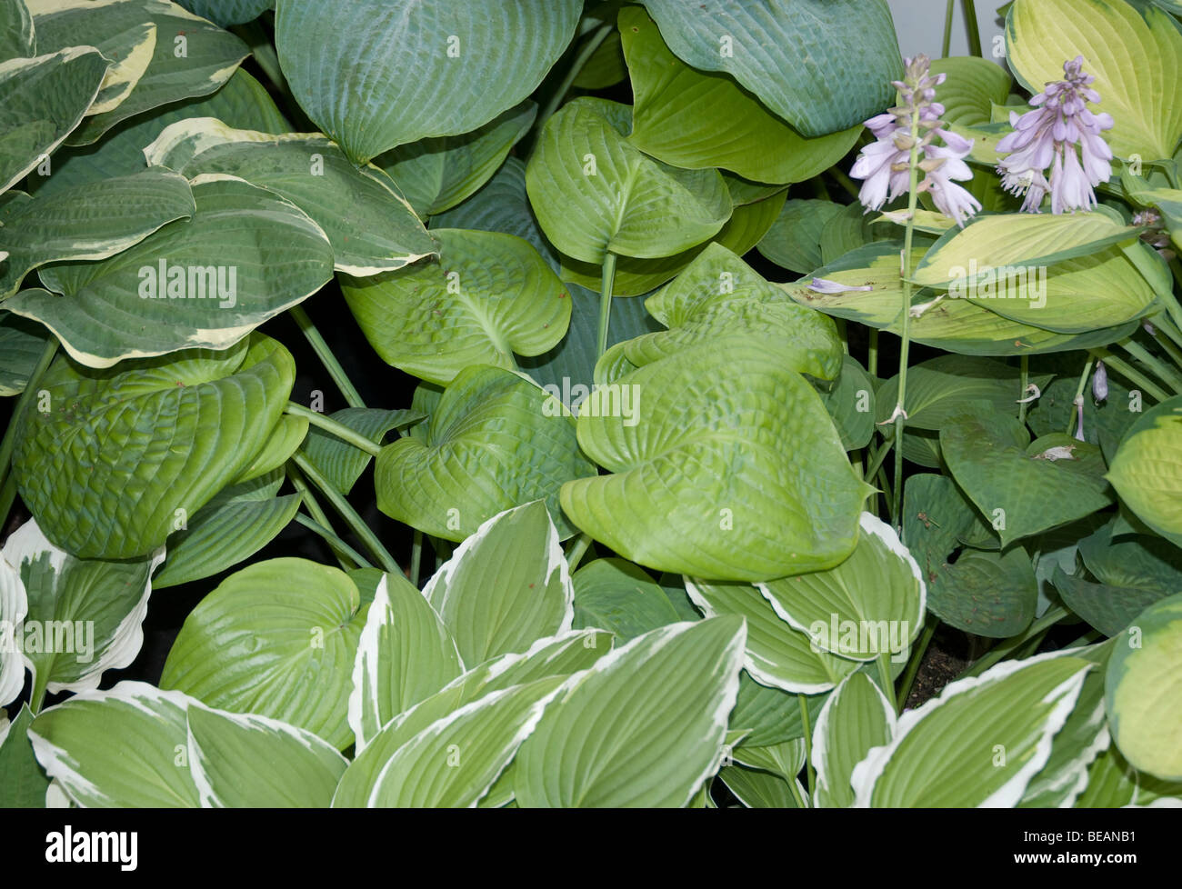 Flowering hostas hi-res stock photography and images - Alamy