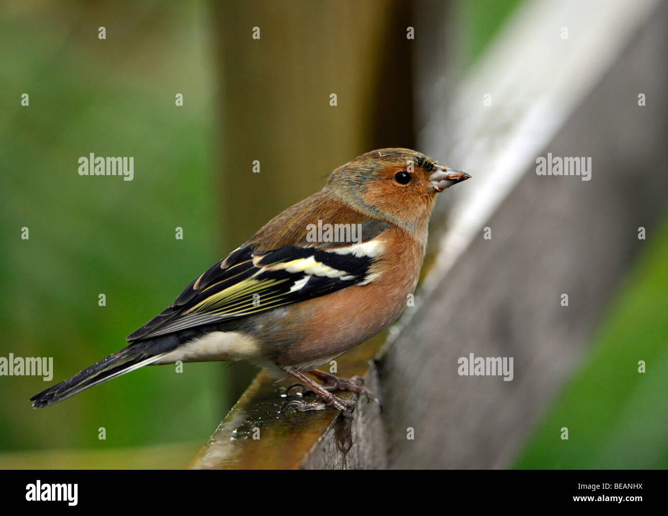 British Chaffinch High Resolution Stock Photography and Images - Alamy