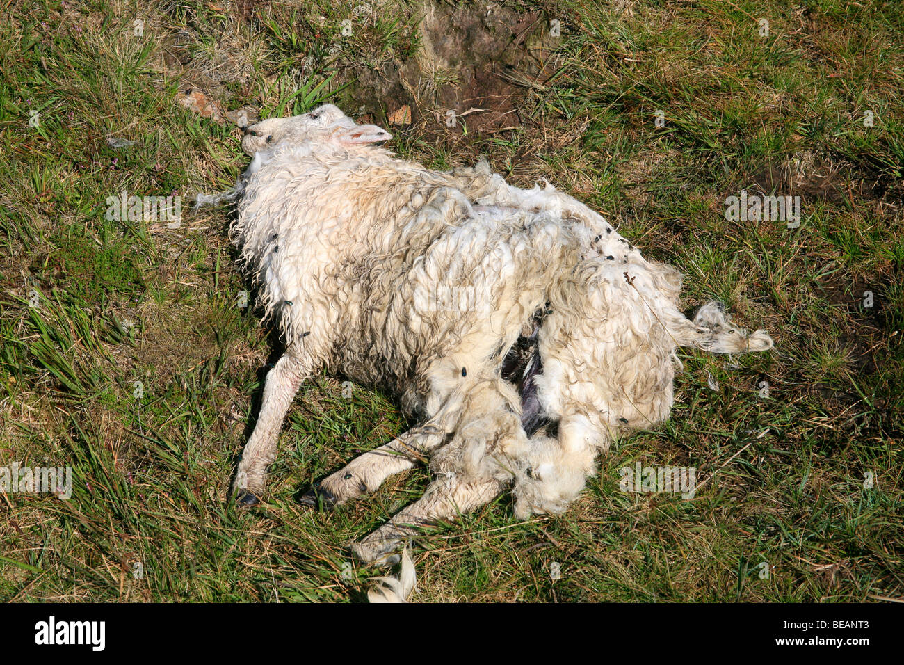 Carcase hi-res stock photography and images - Alamy