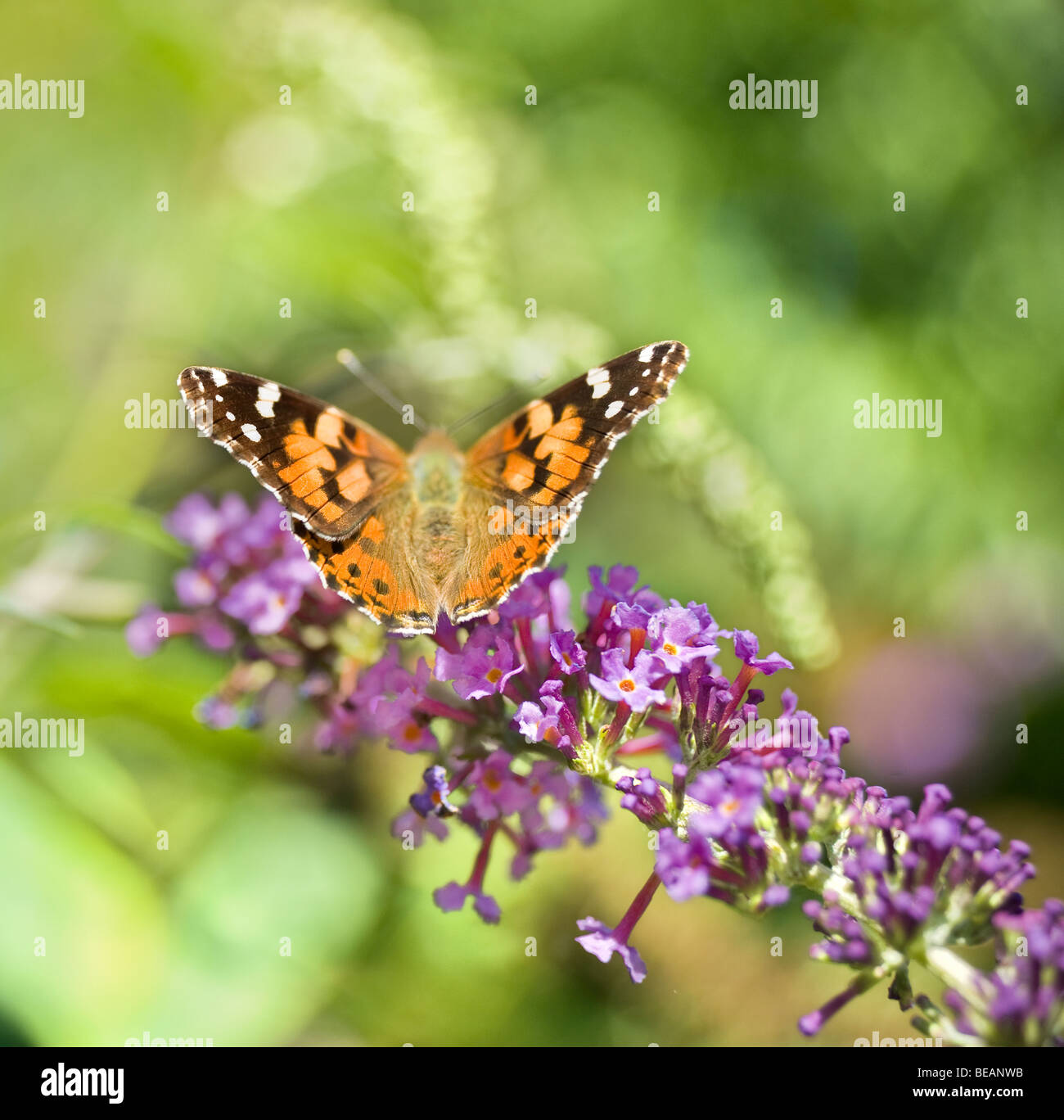 Monarch bush hi-res stock photography and images - Alamy