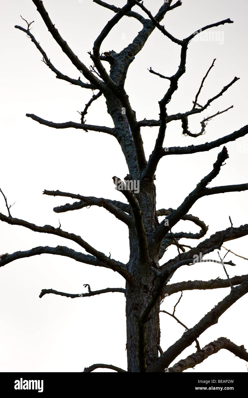 Top of a dead tree Stock Photo - Alamy