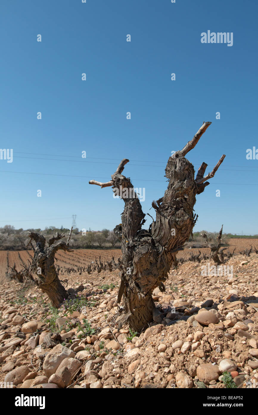Gobelet trained vine hi-res stock photography and images - Alamy