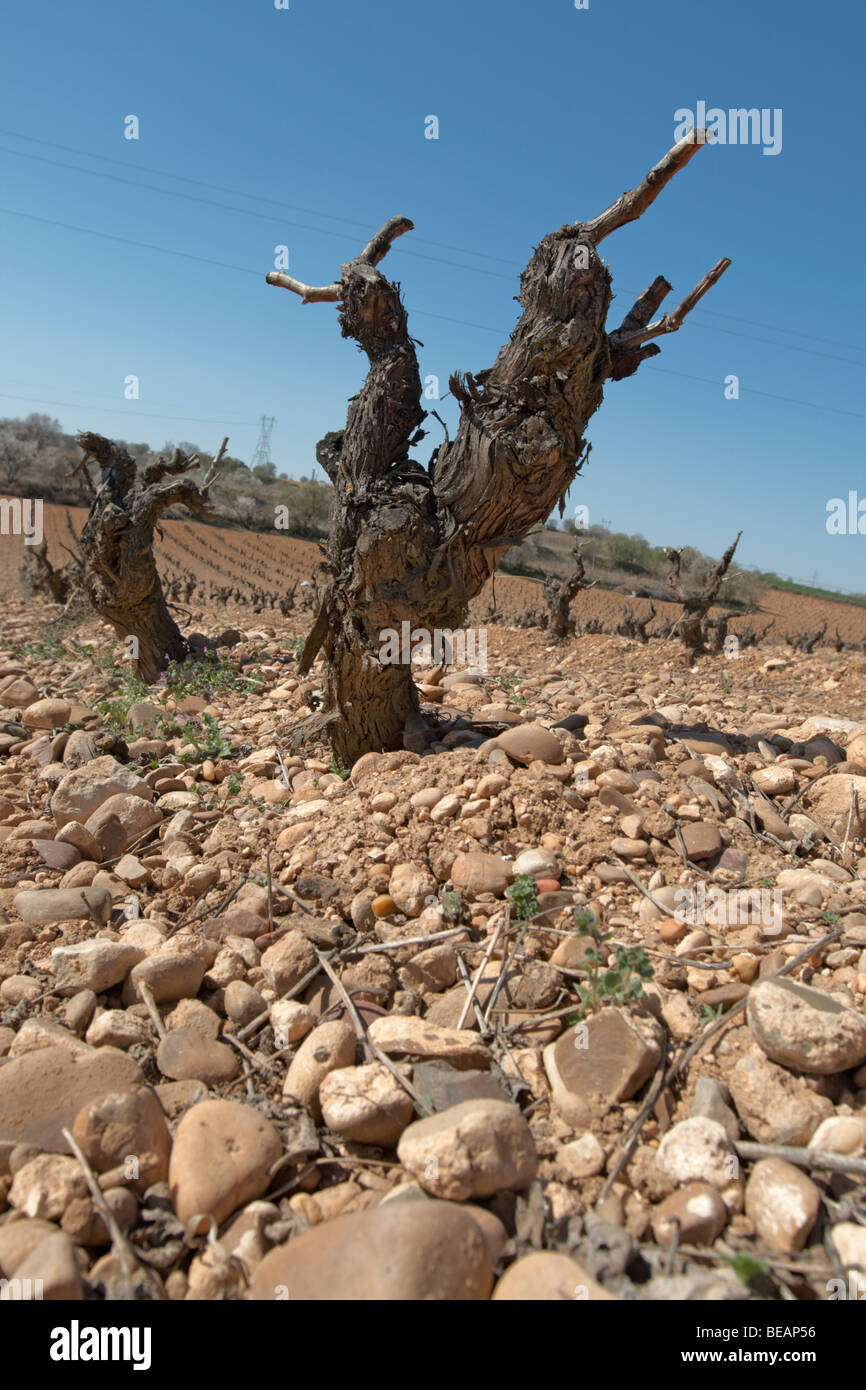 tempranillo old vine gobelet training gravelly soil bodegas frutos ...