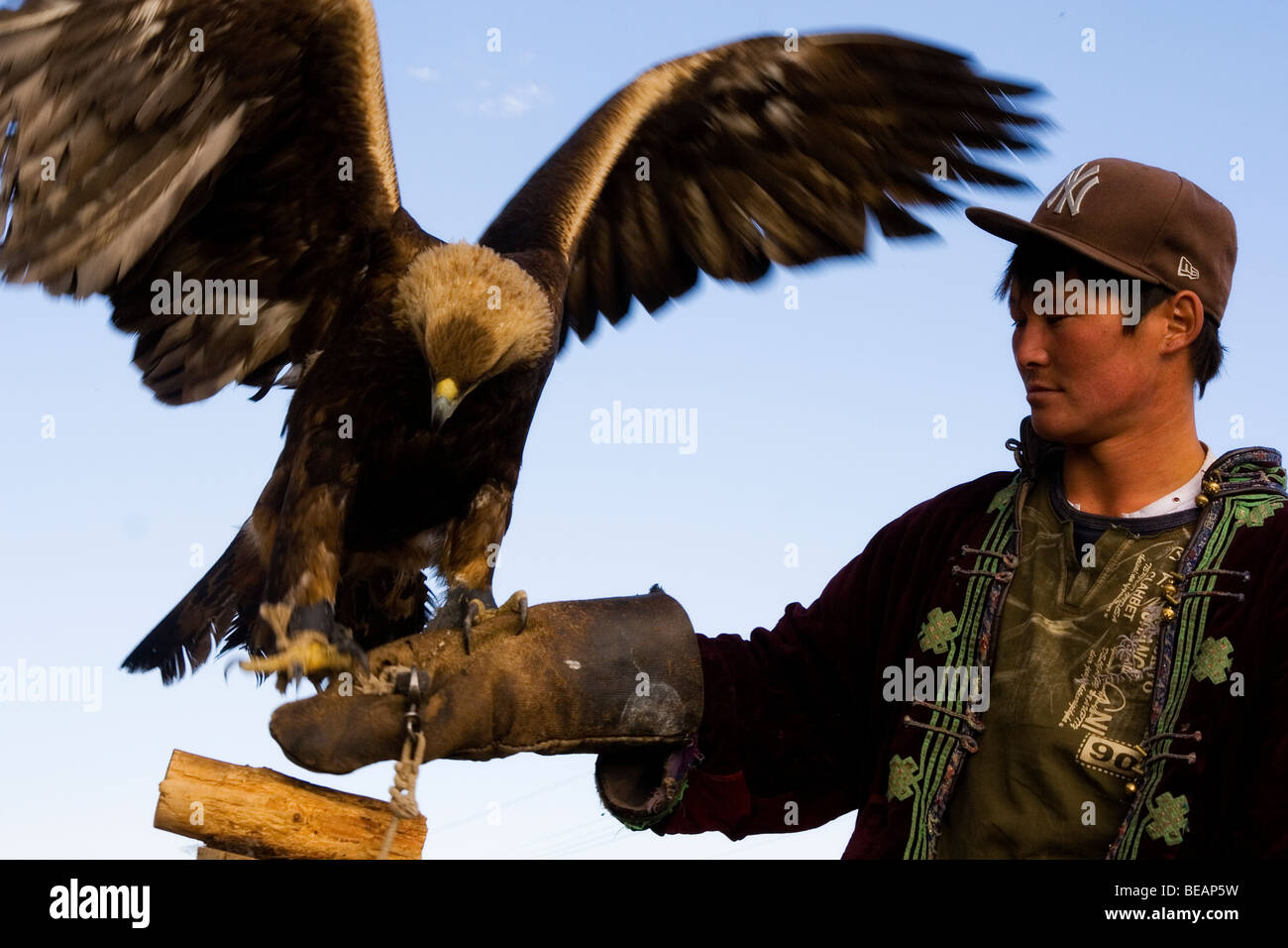 Mongolian hunter with hawk - Ulan Bator - Mongolia Stock Photo - Alamy