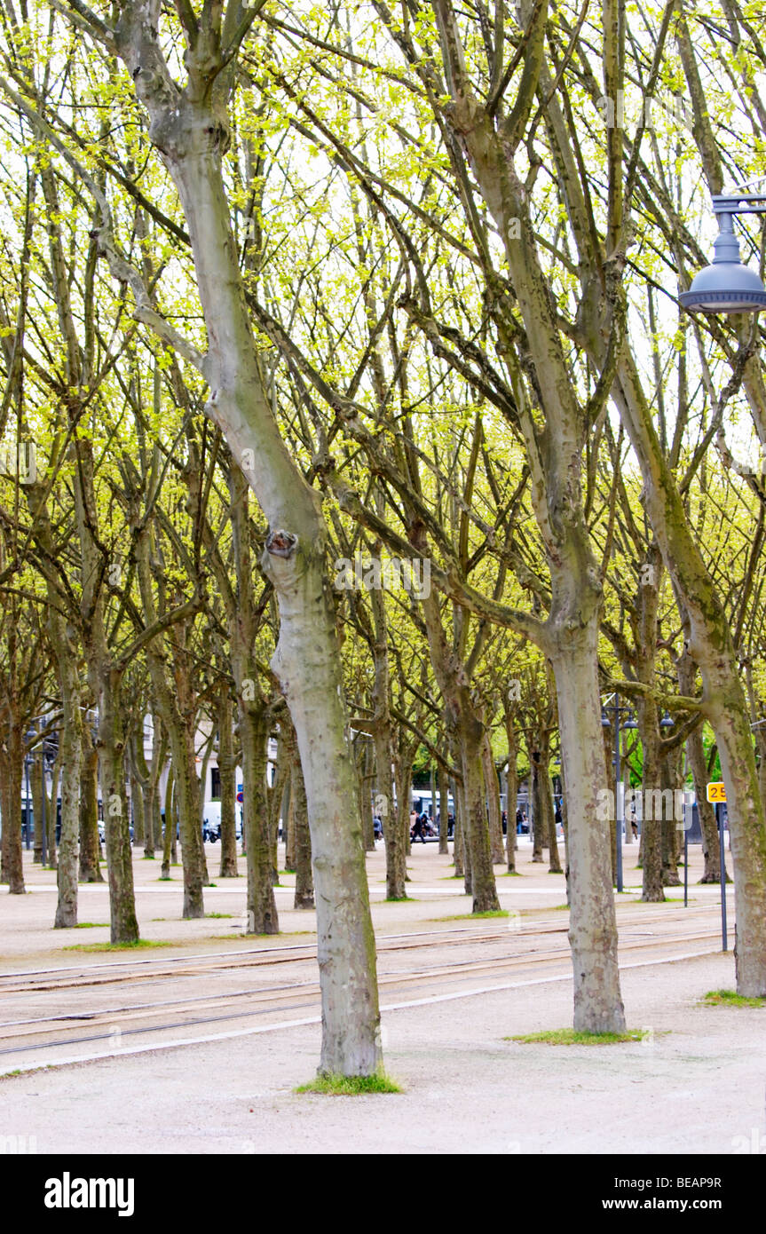 esplanade des quinconces plane trees bordeaux france Stock Photo - Alamy