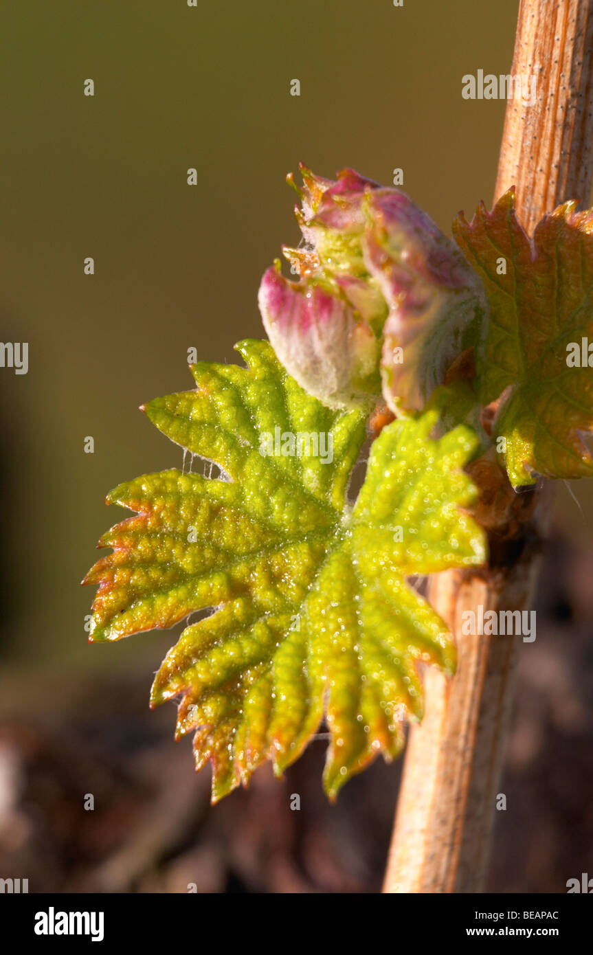 bud burst on the vine chateau pey la tour bordeaux france Stock Photo ...
