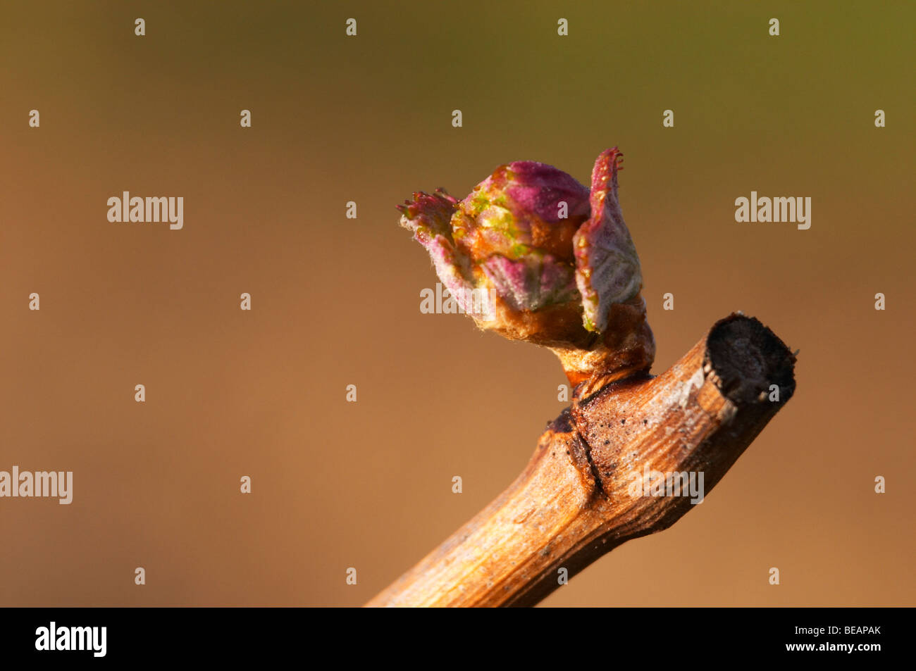 Burst of buds hi-res stock photography and images - Alamy