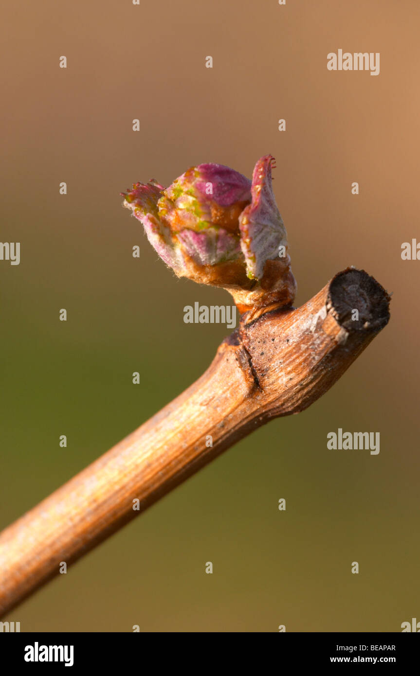 Burst of buds hi-res stock photography and images - Alamy