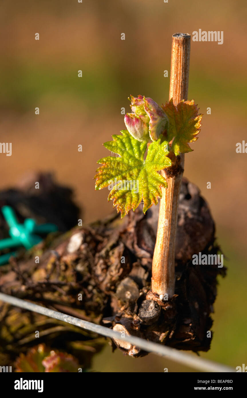 bud burst on the vine chateau pey la tour bordeaux france Stock Photo ...