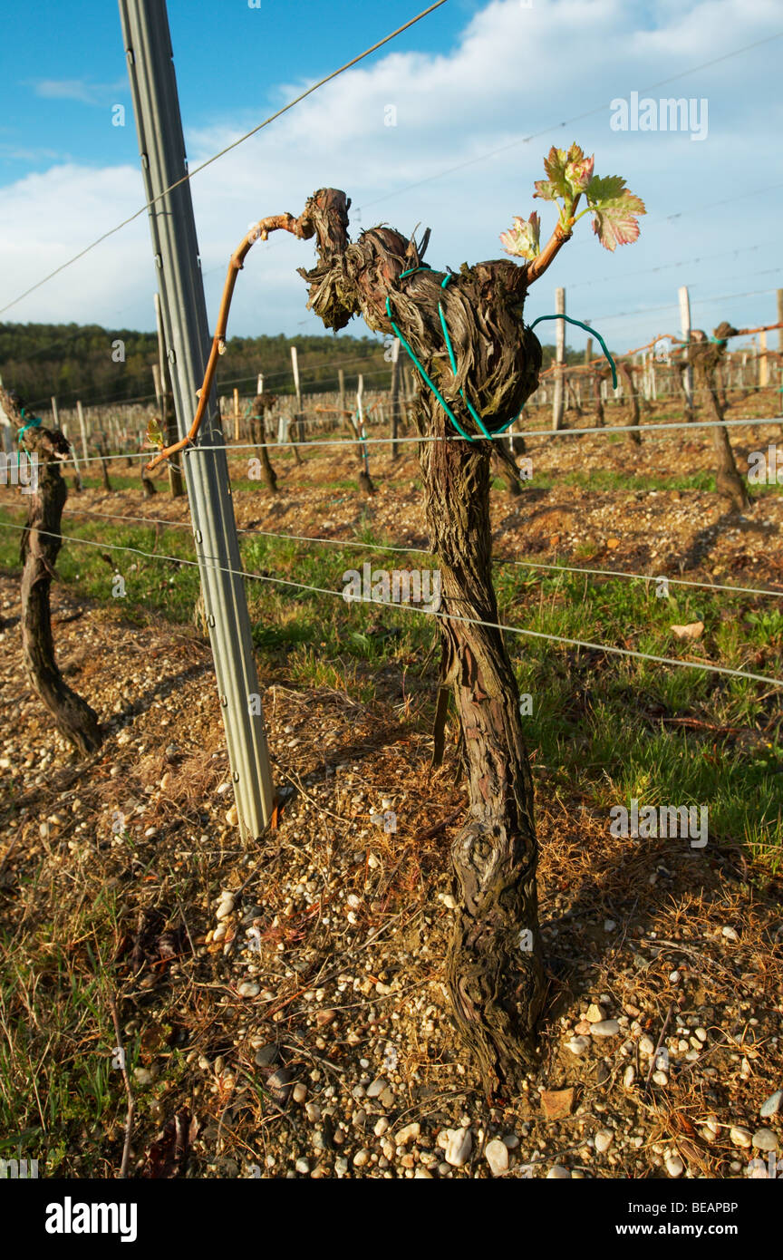 Guyot training hi-res stock photography and images - Alamy