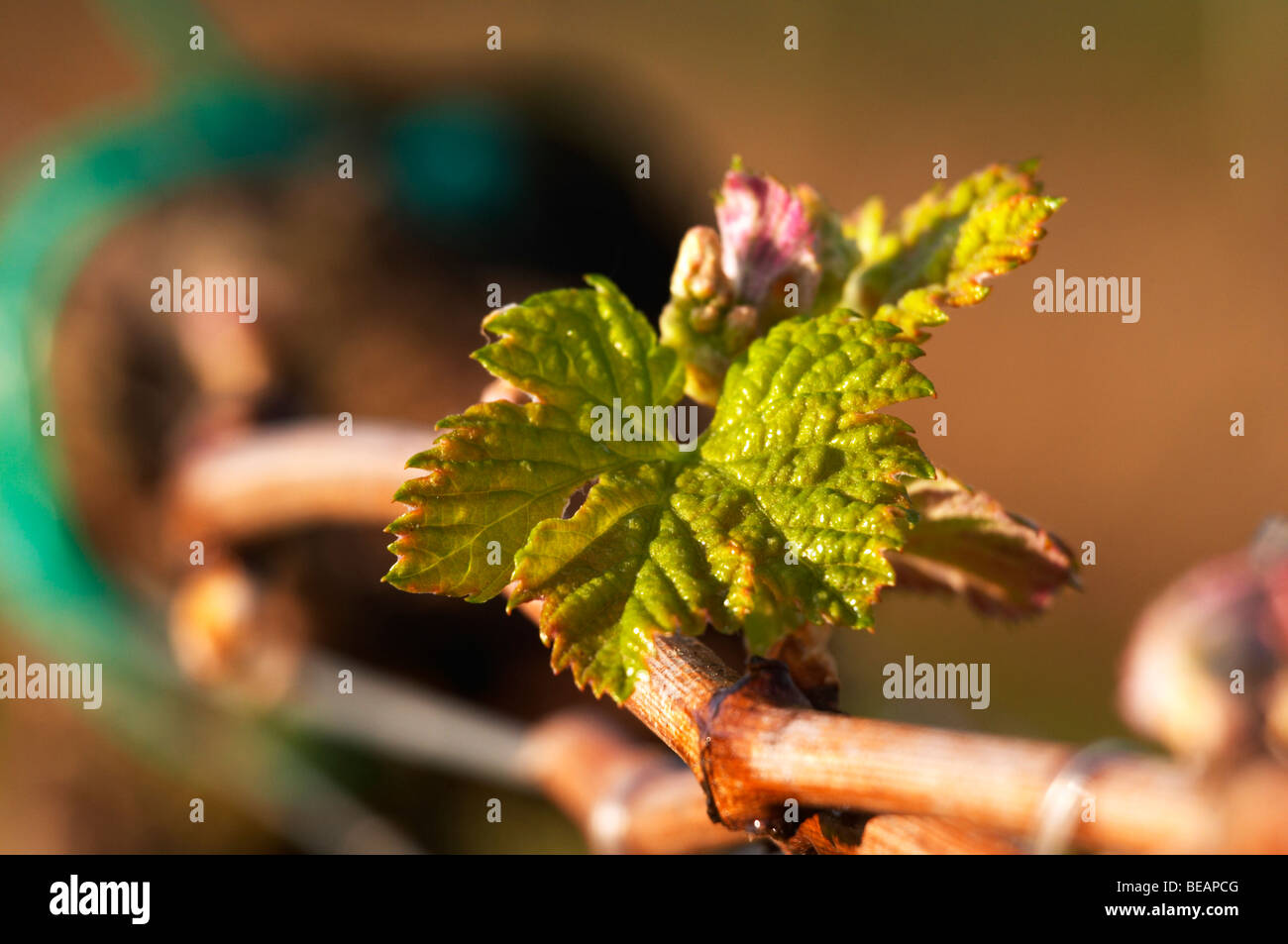 bud burst on the vine chateau pey la tour bordeaux france Stock Photo ...