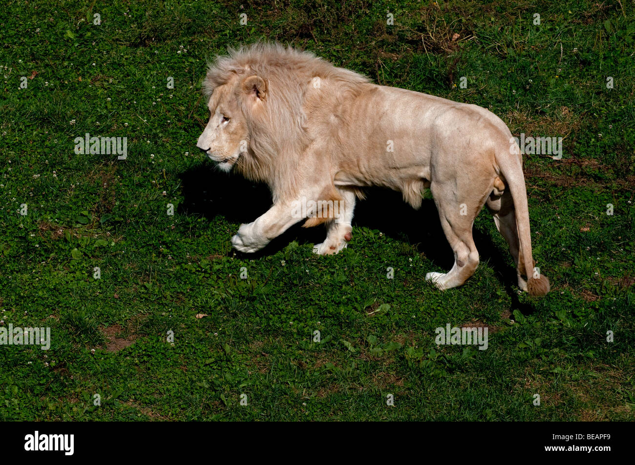 A male Lion Stock Photo - Alamy