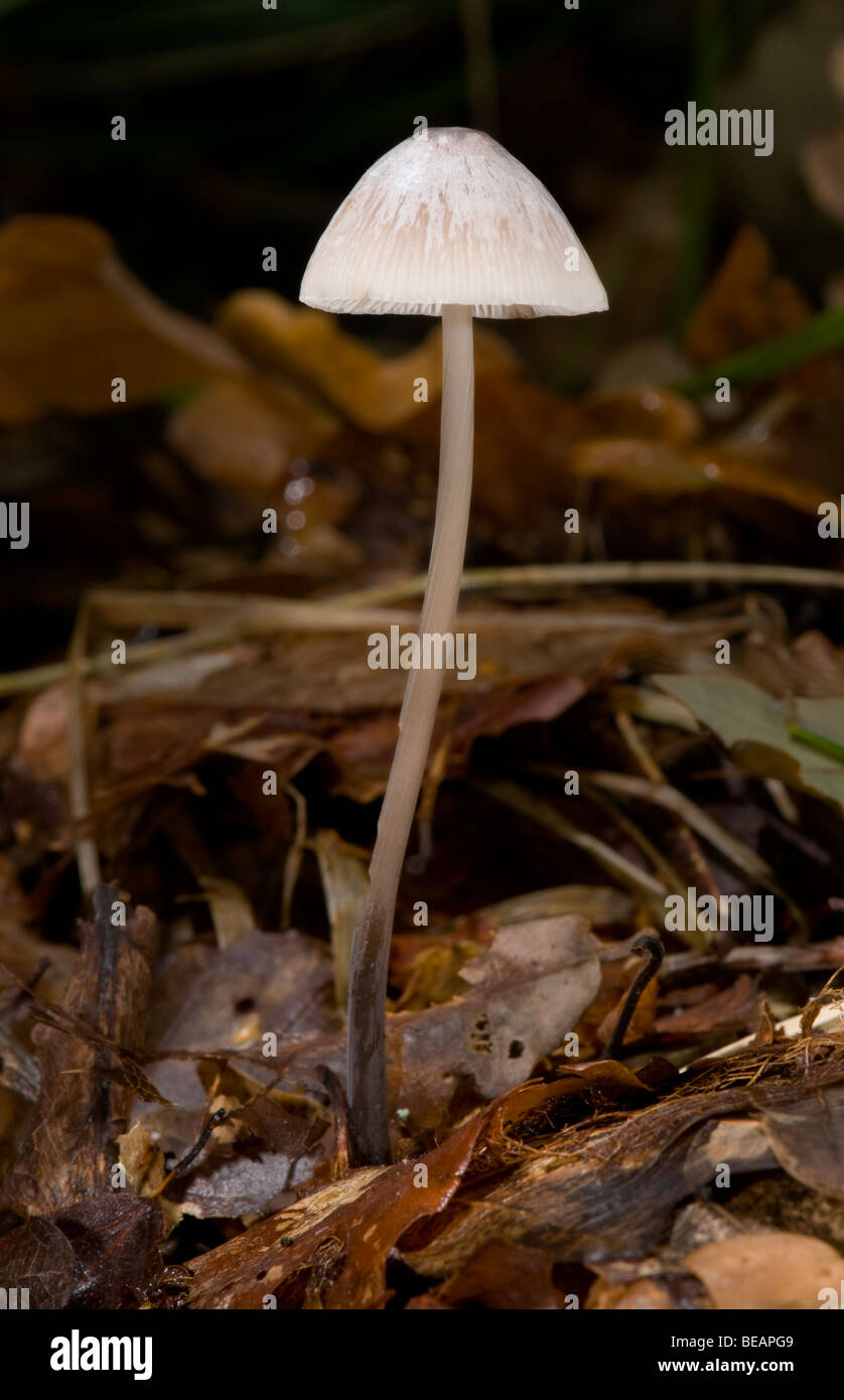 Woodland toadstool hi-res stock photography and images - Alamy