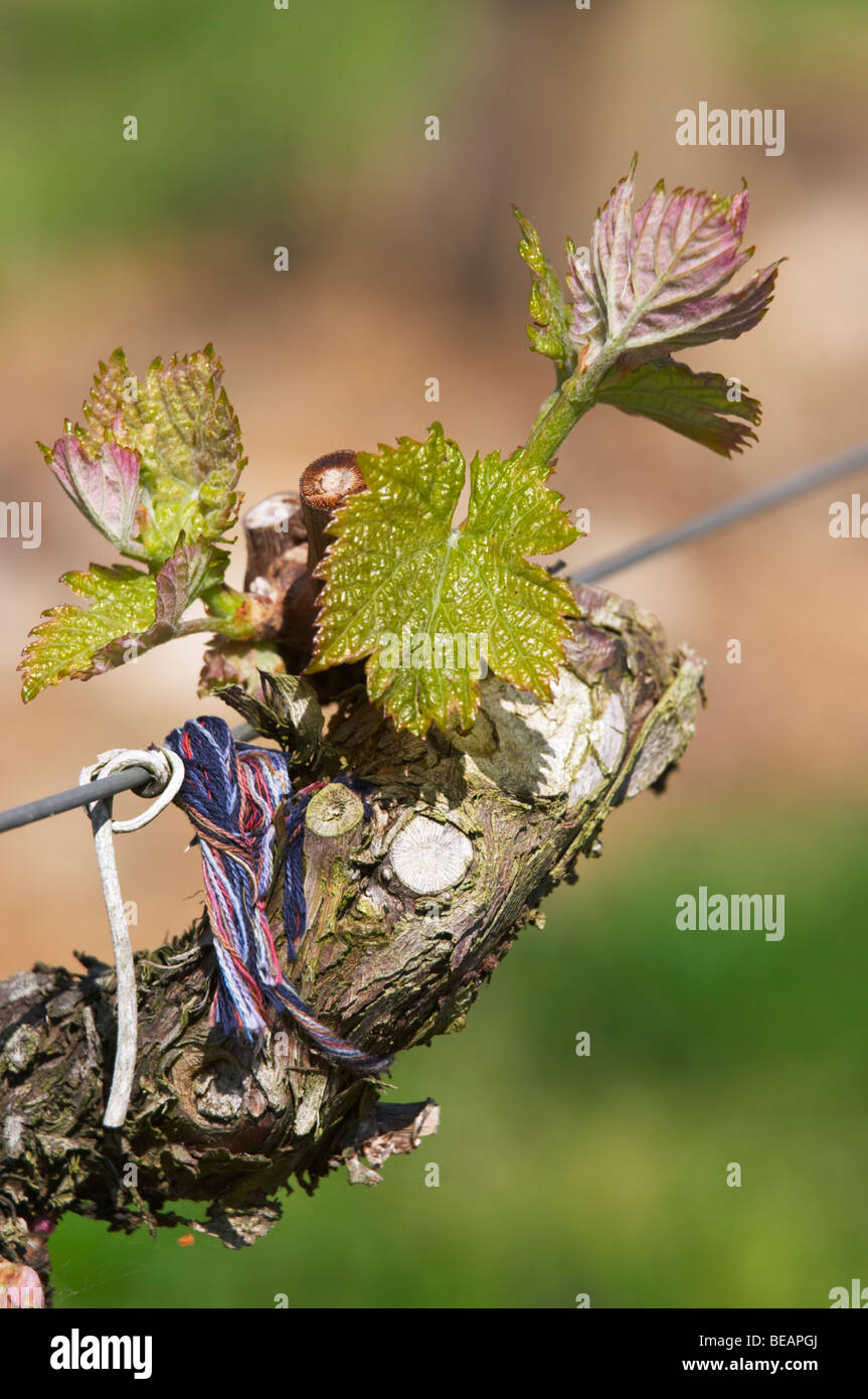 Budburst hi-res stock photography and images - Alamy