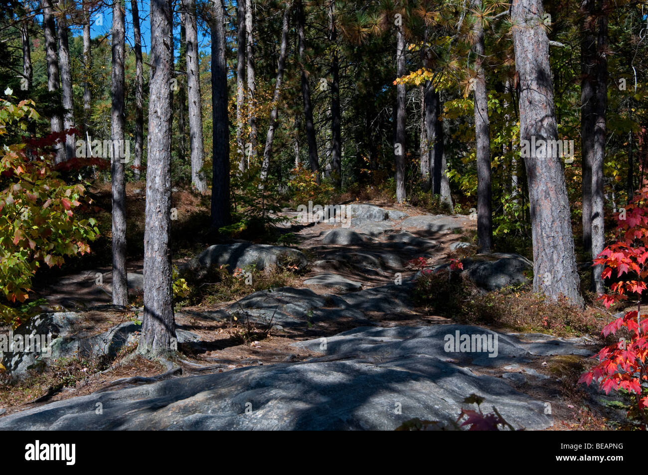 Rocky forest path hi-res stock photography and images - Alamy