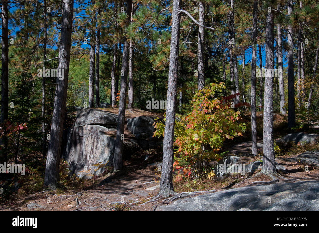 Rocky forest path hi-res stock photography and images - Alamy