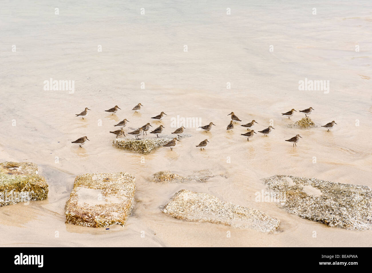 flock of sanderlings, shore birds at low tide at St Ives, Cornwall, UK ...