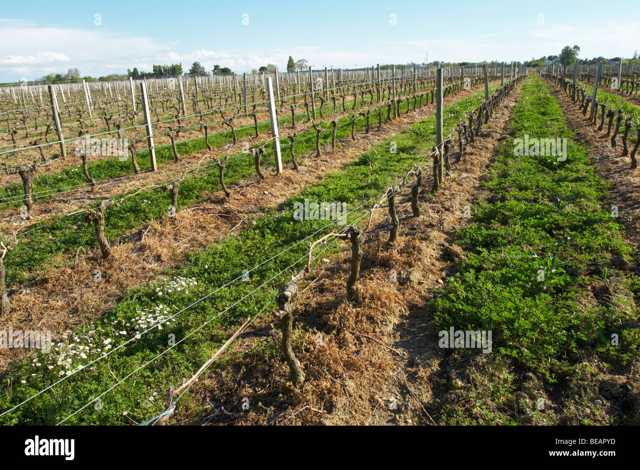 Spraying pesticide vineyard france hi-res stock photography and images - Alamy