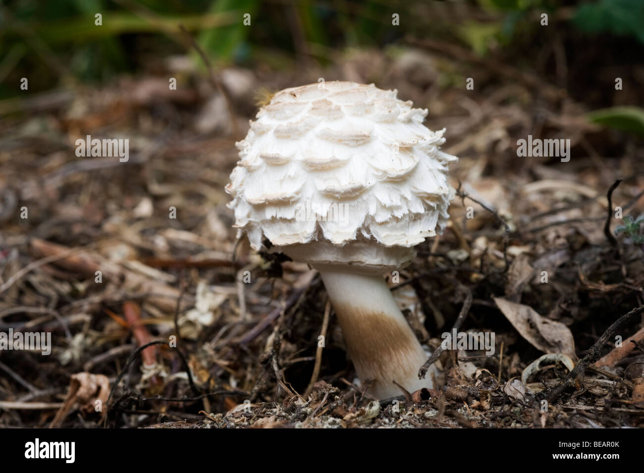 Fungus parasol hi-res stock photography and images - Alamy