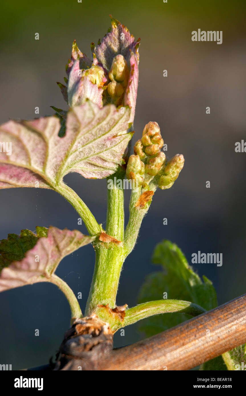 Budburst hi-res stock photography and images - Alamy
