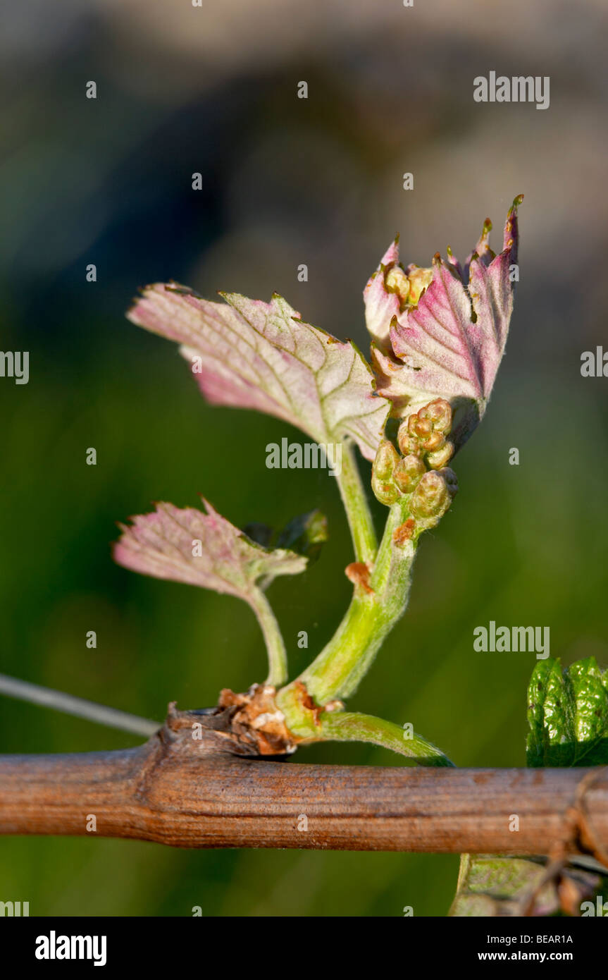 bud burst on the vine chateau belgrave haut medoc bordeaux france Stock ...