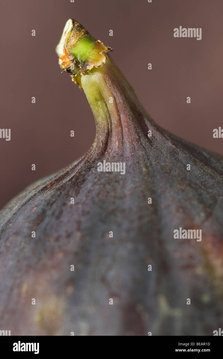 Closeup of a fig Stock Photo - Alamy