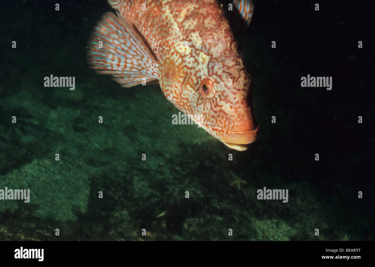 Ballan wrasse labrus bergylta ocean fish hi-res stock photography and ...