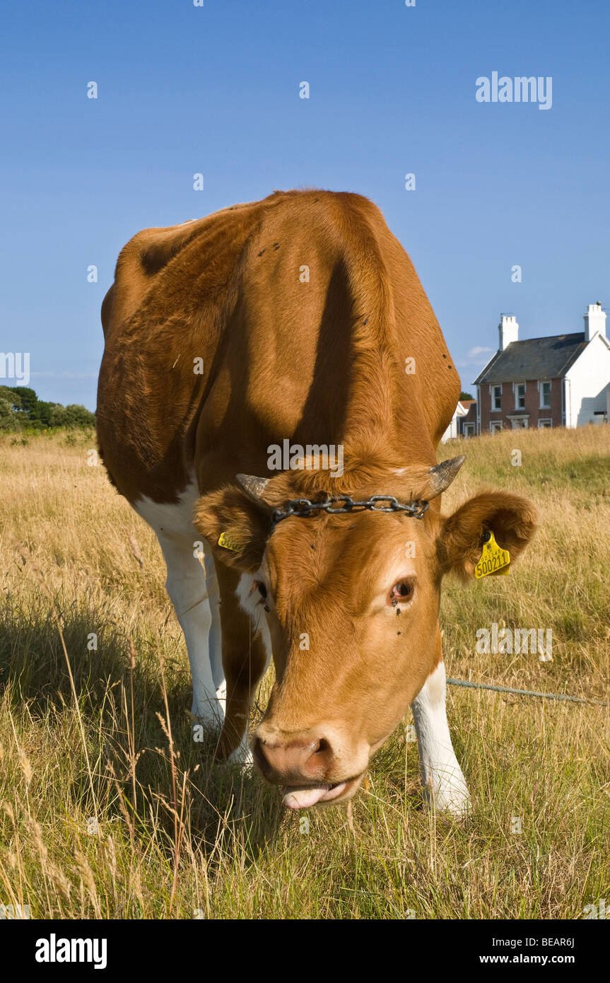 Tethered animals hi-res stock photography and images - Alamy