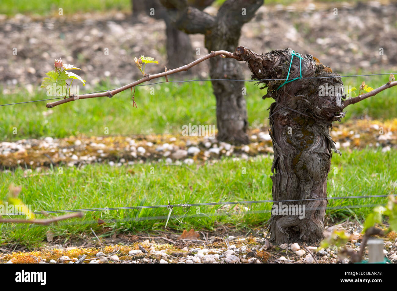 Guyot vine hi-res stock photography and images - Alamy