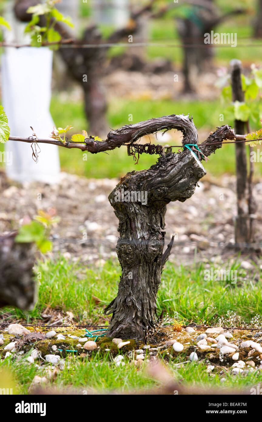 Guyot vine hi-res stock photography and images - Alamy