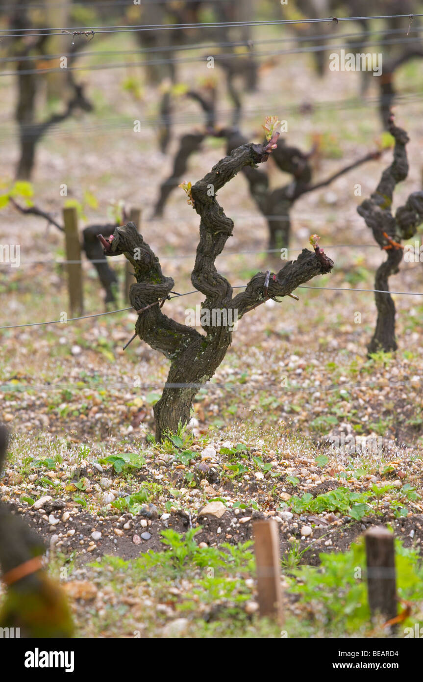 semillon gobelet pallise old vine vineyard chateau d'yquem sauternes ...