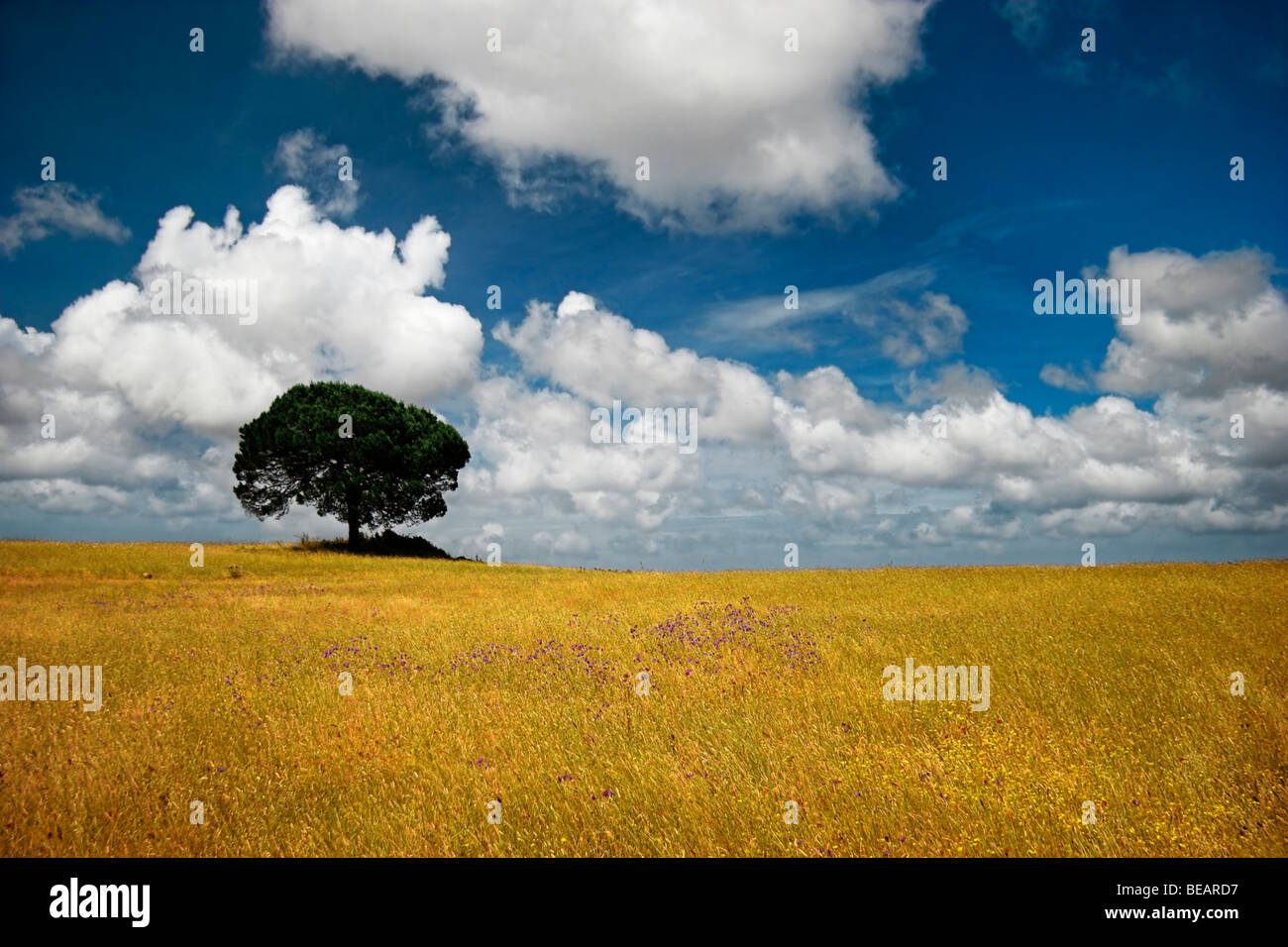 Landscape of a golden meadow with a beautiful blue sky Stock Photo - Alamy