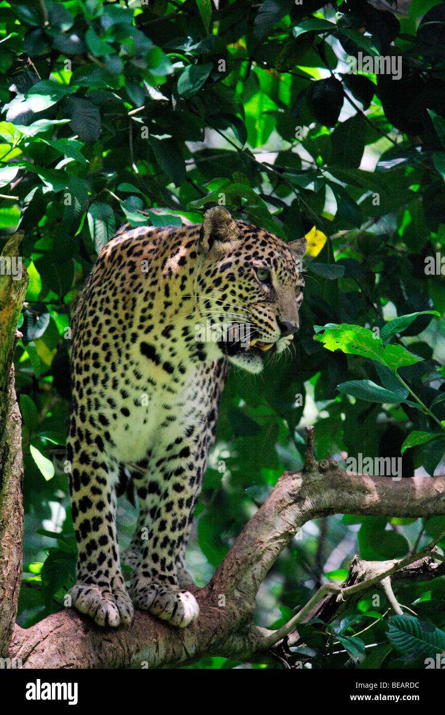 Leopard at tree top hi-res stock photography and images - Alamy